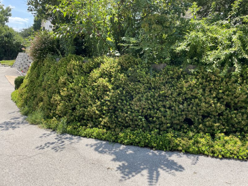 Comparing Top Plantable Retaining Wall Systems - Varden Vertical Gardens